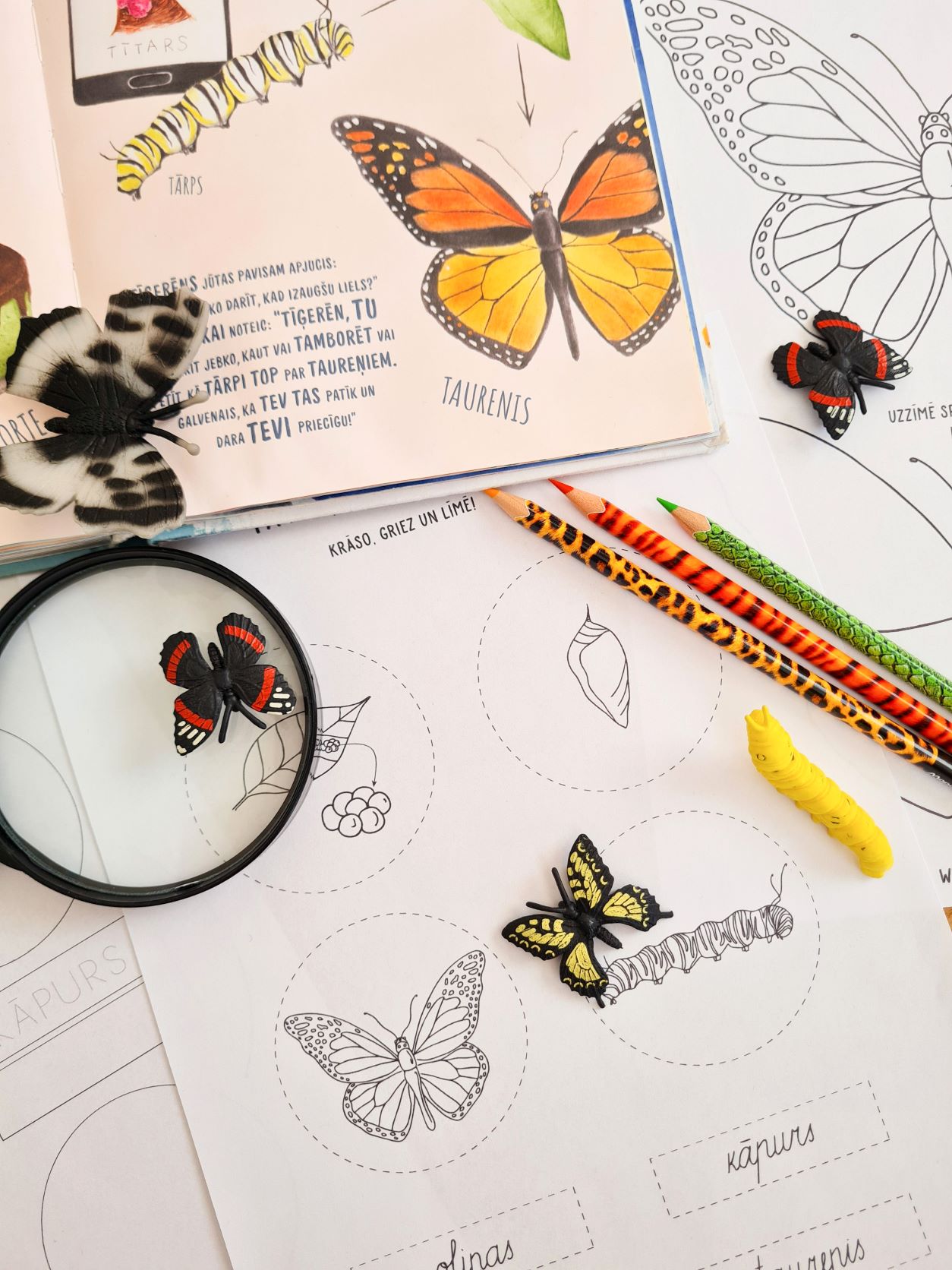 Darba lapa – TAURIŅA DZĪVES CIKLS – Burtotava